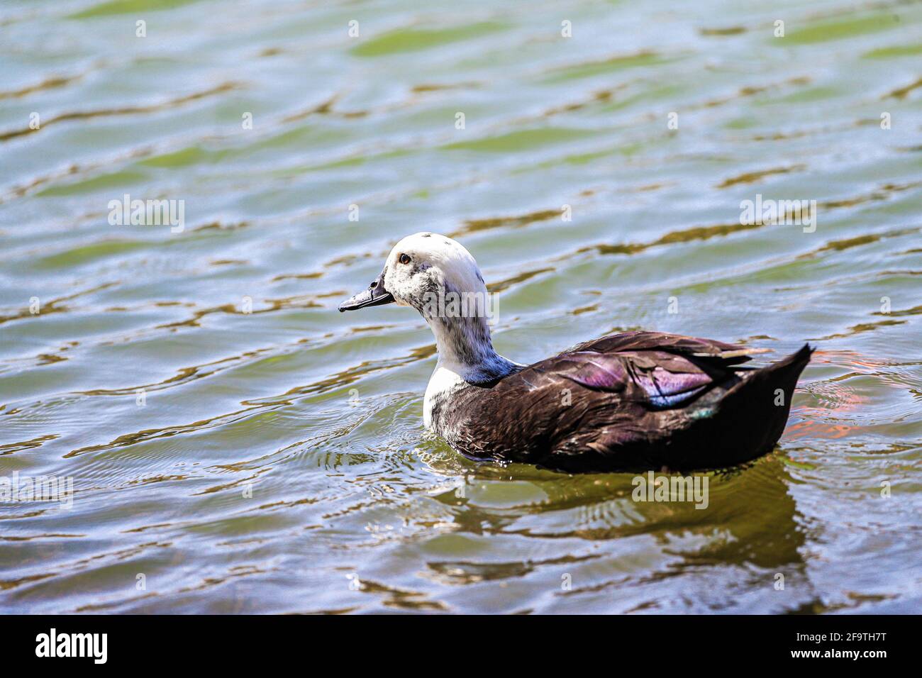 A duck in the wetland in Hermosillo, Sonora, Mexico. bird, birds ...
