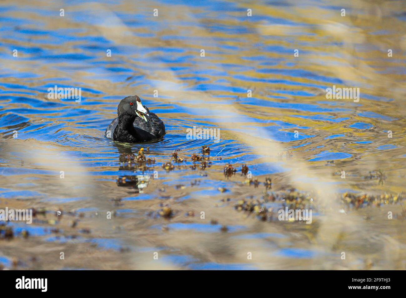 American Coot. An American Coot duck in the wetland in Hermosillo ...
