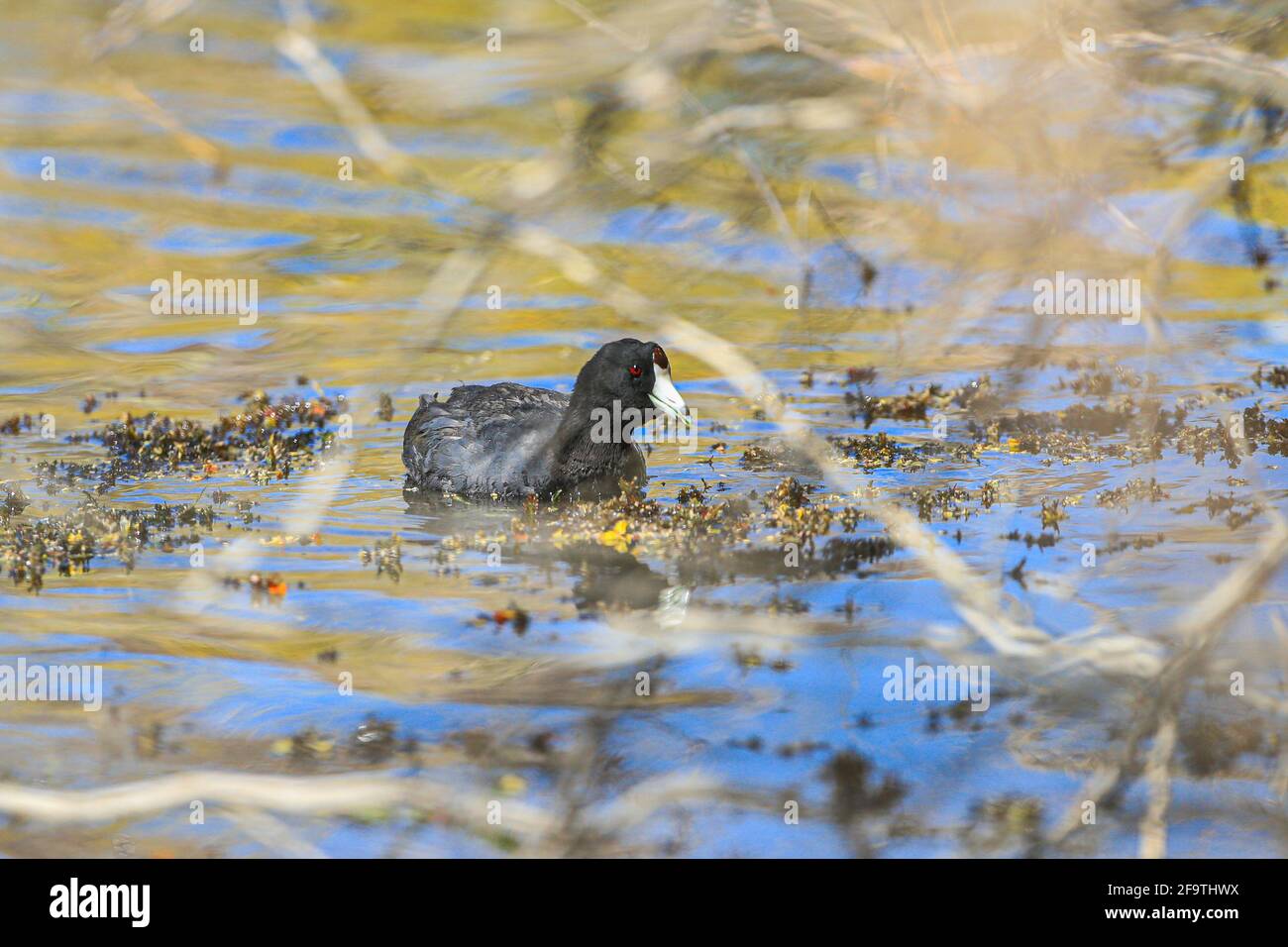 American Coot. An American Coot duck in the wetland in Hermosillo ...