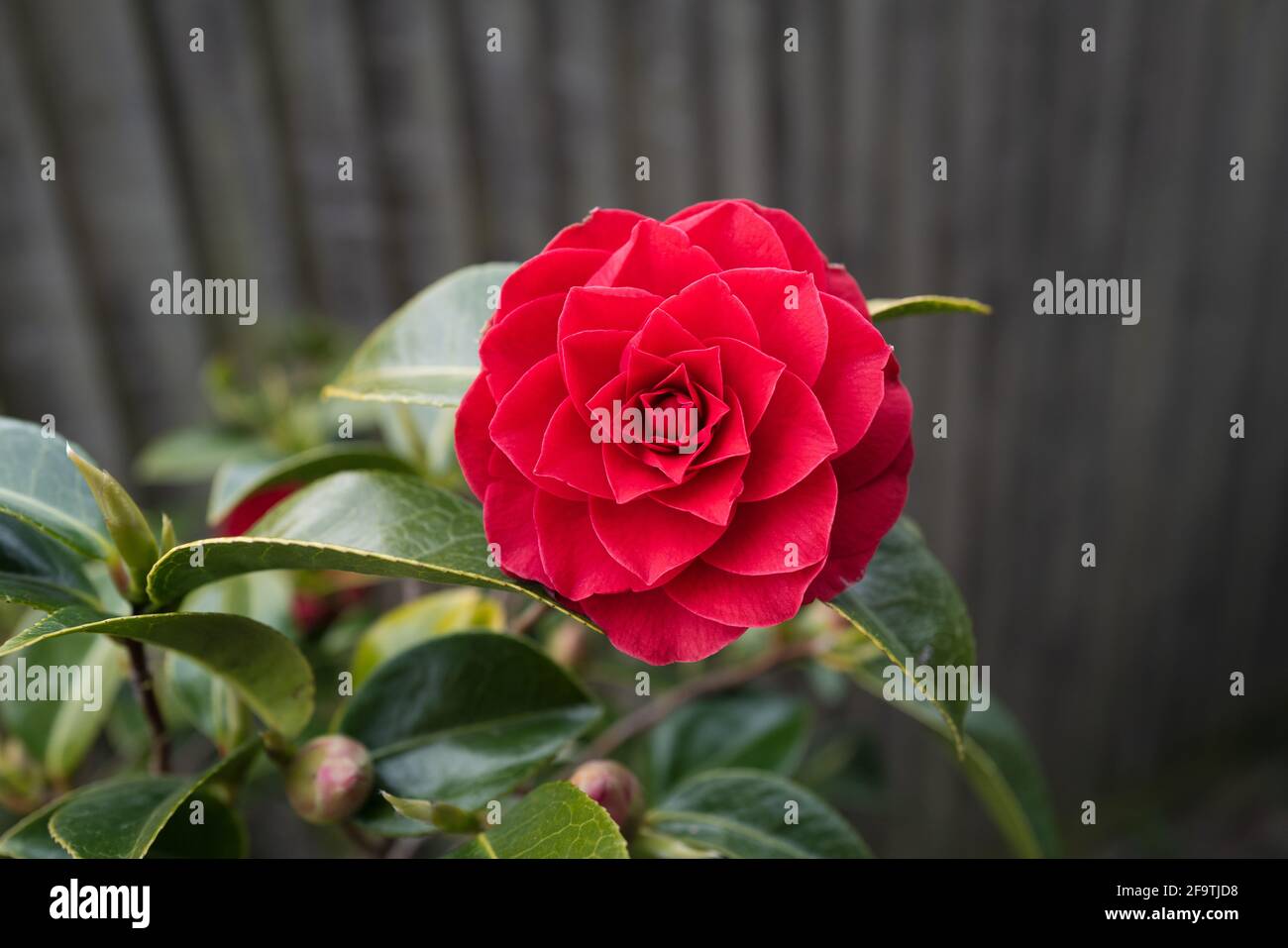 single red Camellia flower and green foliage, with a soft focus fence ...