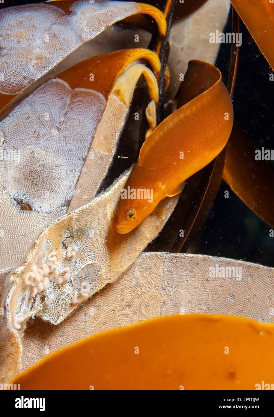 Penpoint gunnel in bull kelp Browning passage, Port Hardy British ...
