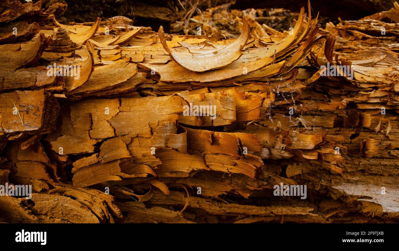 Close-Up of rotting wood, texture of the old spoiled wood damaged ...
