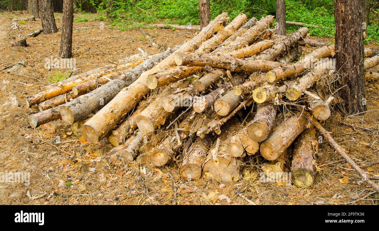 Stacked logs on top of each other hi-res stock photography and images ...