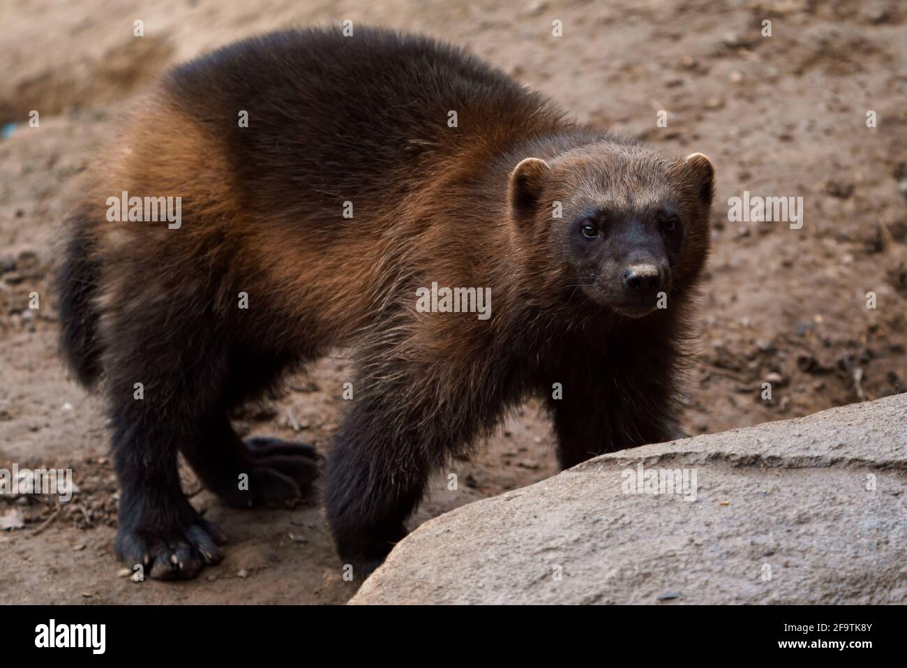 Siberian wolverine Gulo Gulo in nature Stock Photo - Alamy
