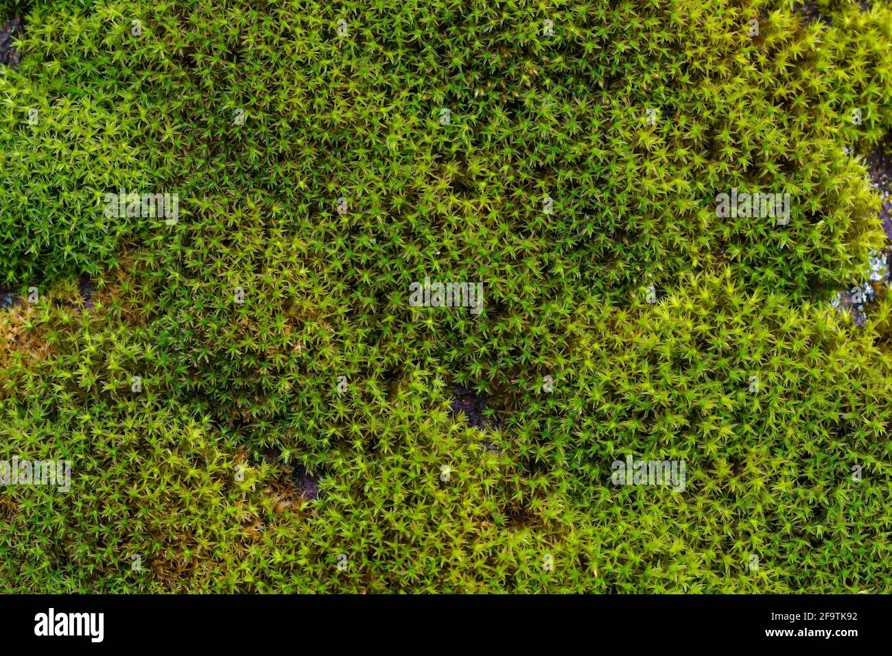 Green moss in the forest, moss closeup. Beautiful Stock Photo - Alamy