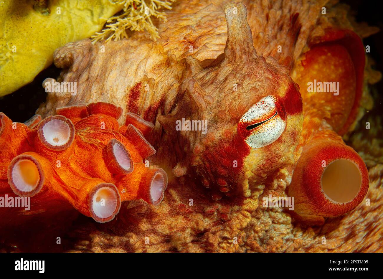 Giant pacific octopus eye hi-res stock photography and images - Alamy