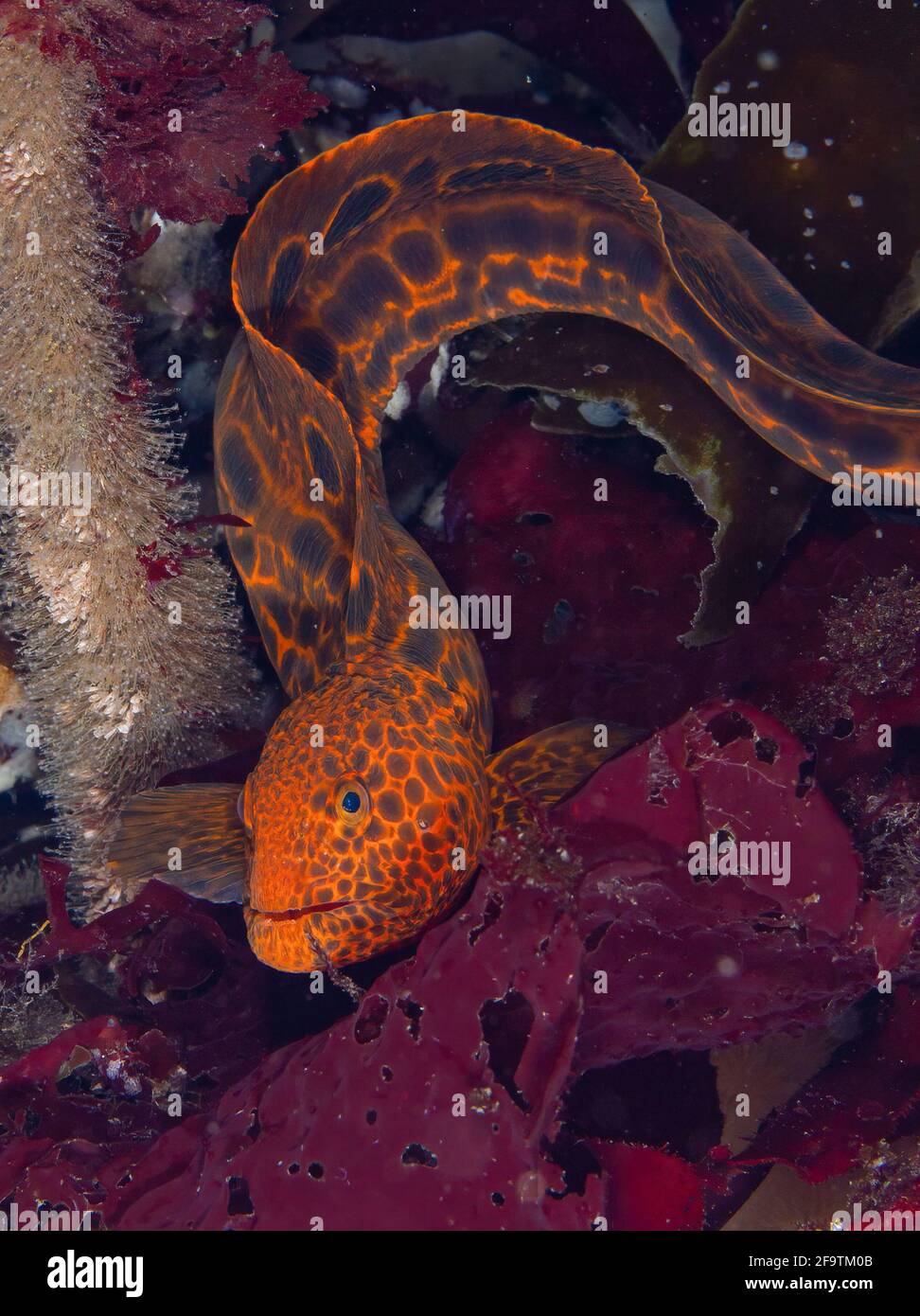 Wolf eel hi-res stock photography and images - Alamy