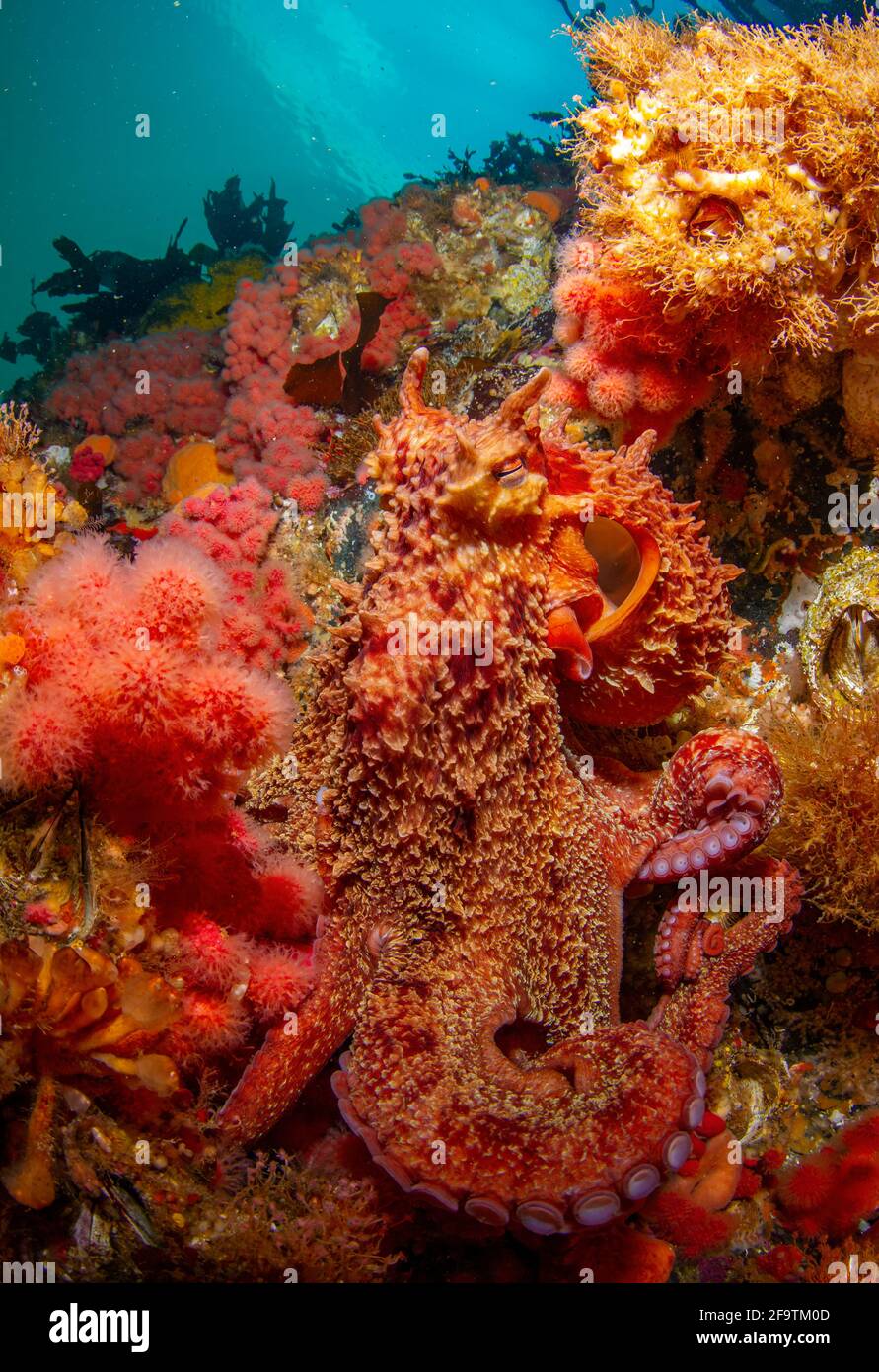 Giant pacific octopus eye hi-res stock photography and images - Alamy