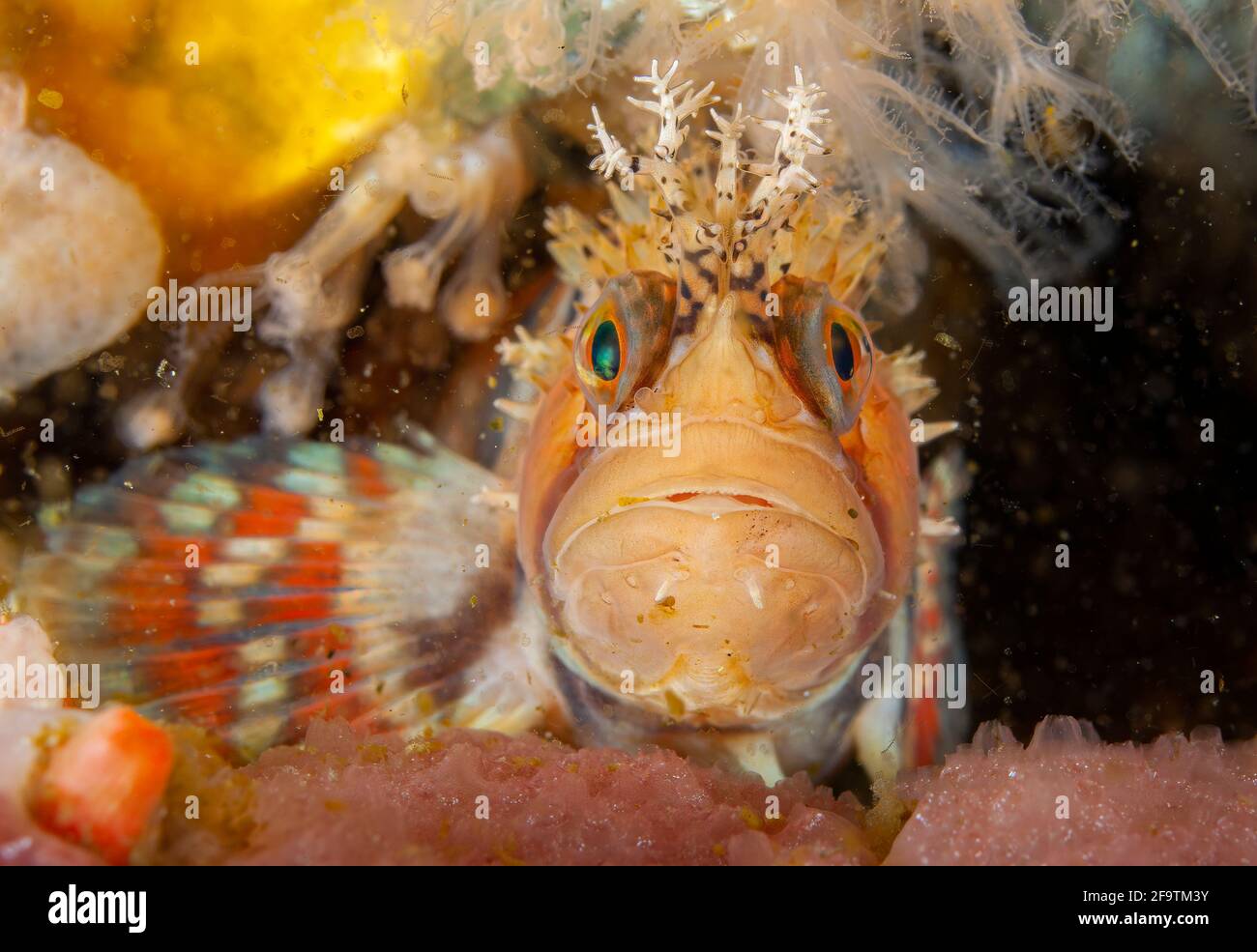 Decorated warbonnet in the British Columbia, Canada reef of Port Hardy ...