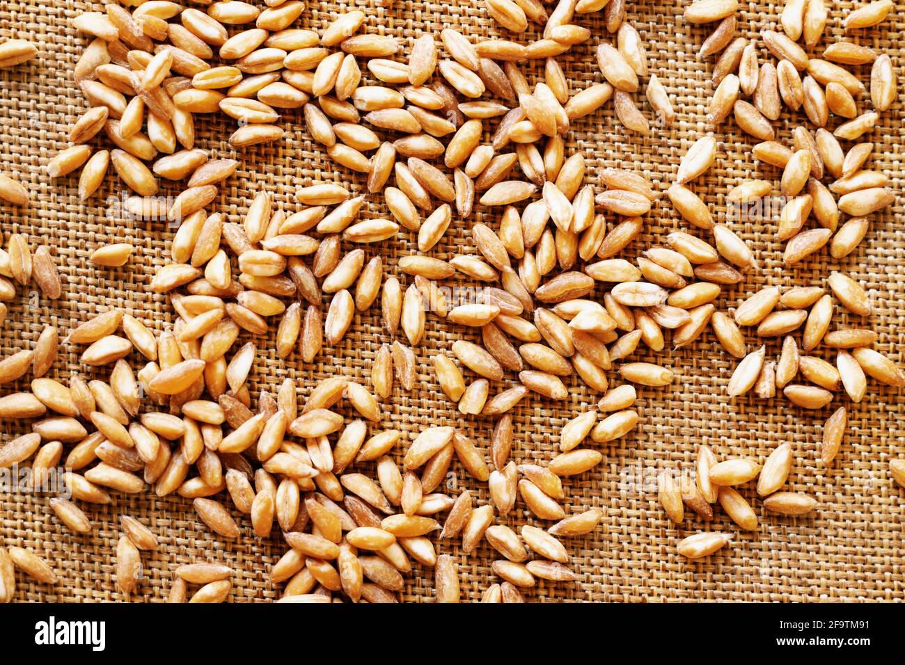 Brown grains of spelt on brown cloth background , spelt also known as ...