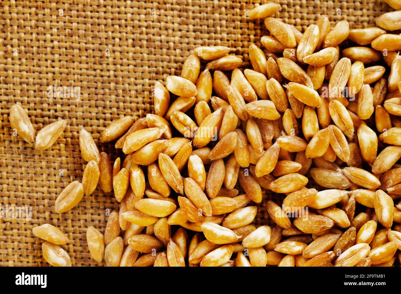 Brown grains of spelt on brown cloth background , spelt also known as ...