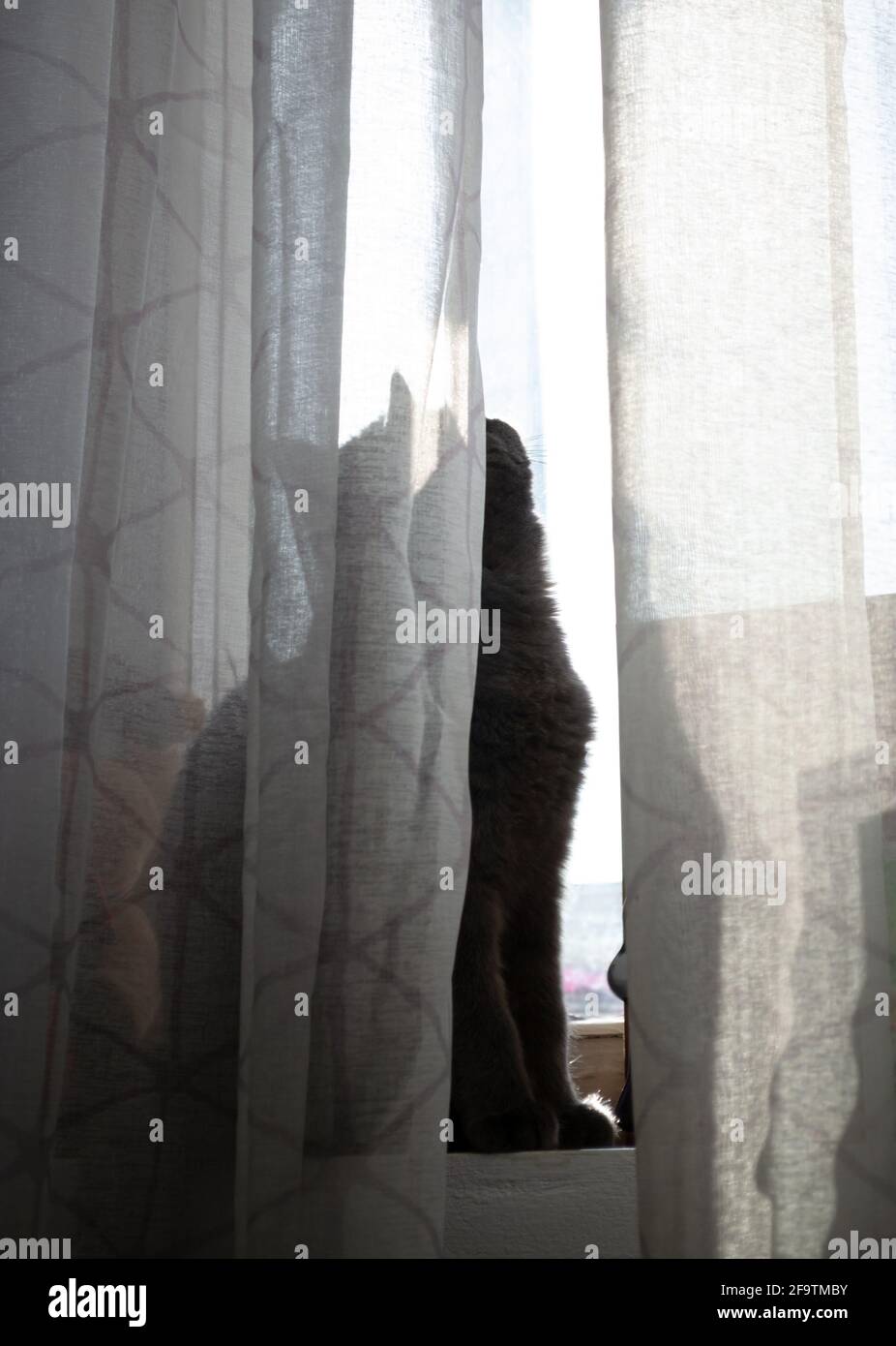 Silhouette cat in window sill hi-res stock photography and images - Alamy