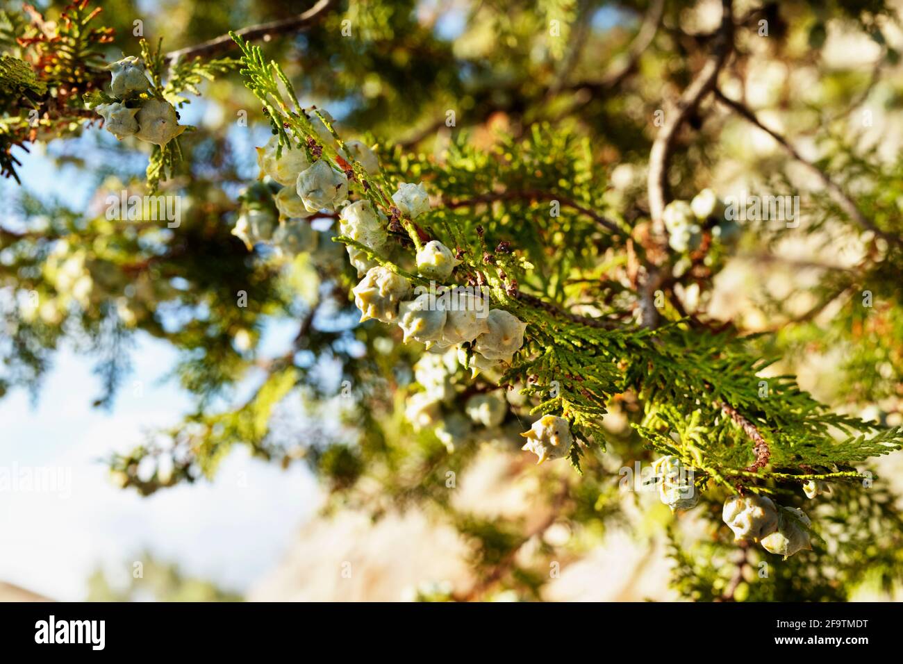 Juniper conifer evergreen tree hi-res stock photography and images - Alamy