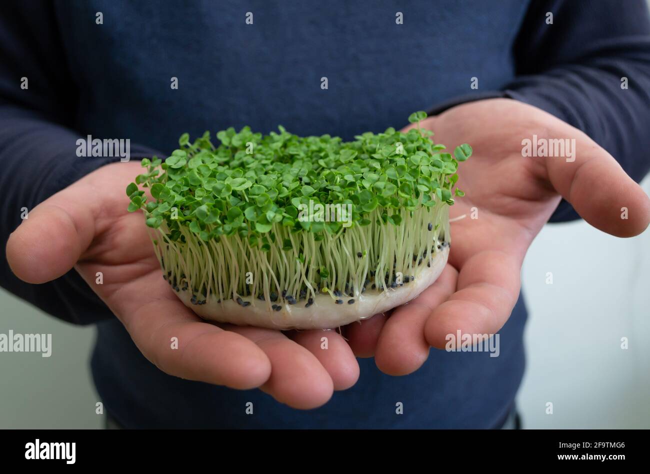 Basil Seeds Germination