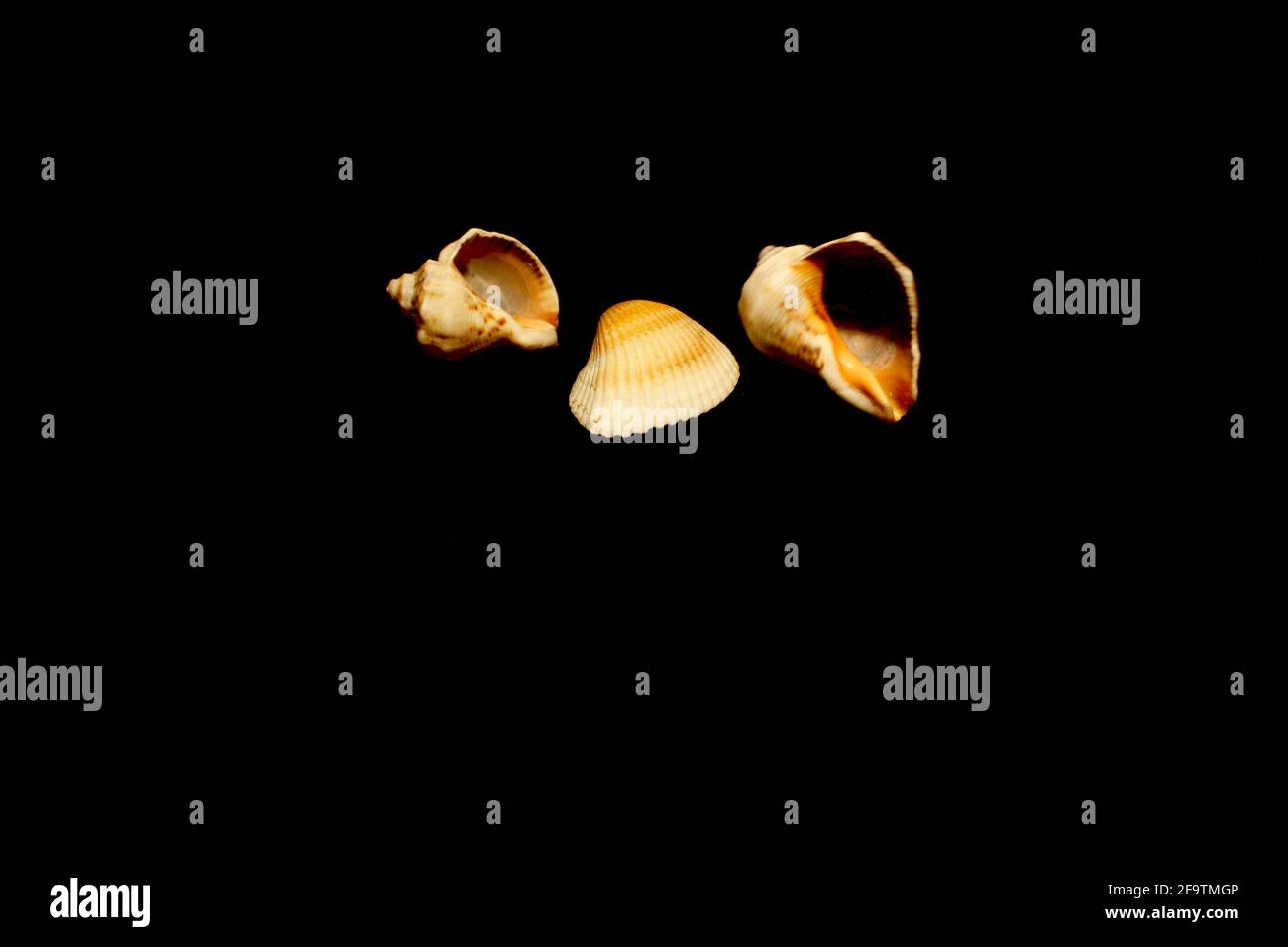 Three clam shells hi-res stock photography and images - Alamy