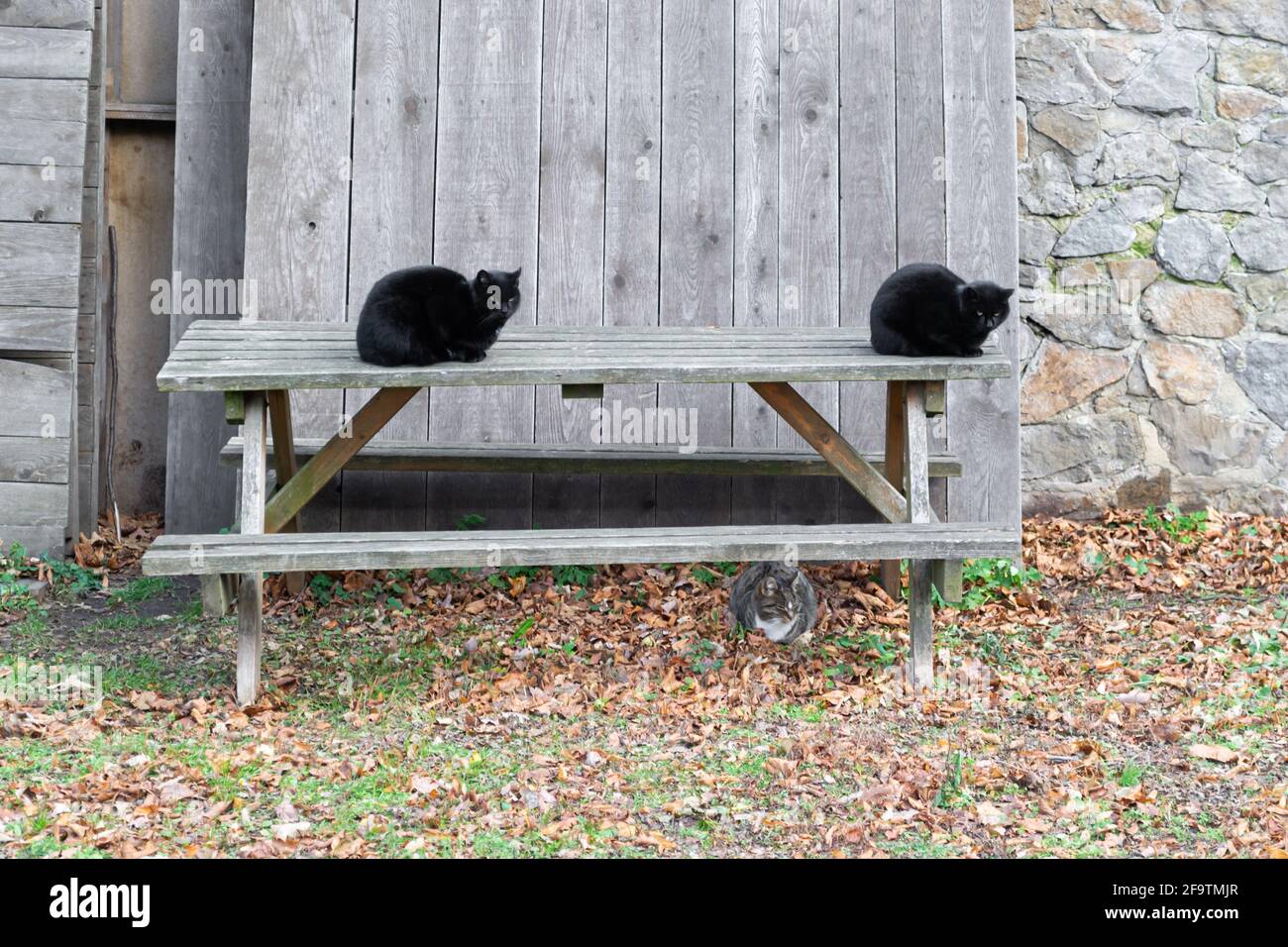 Tabby cat under table hi-res stock photography and images - Alamy