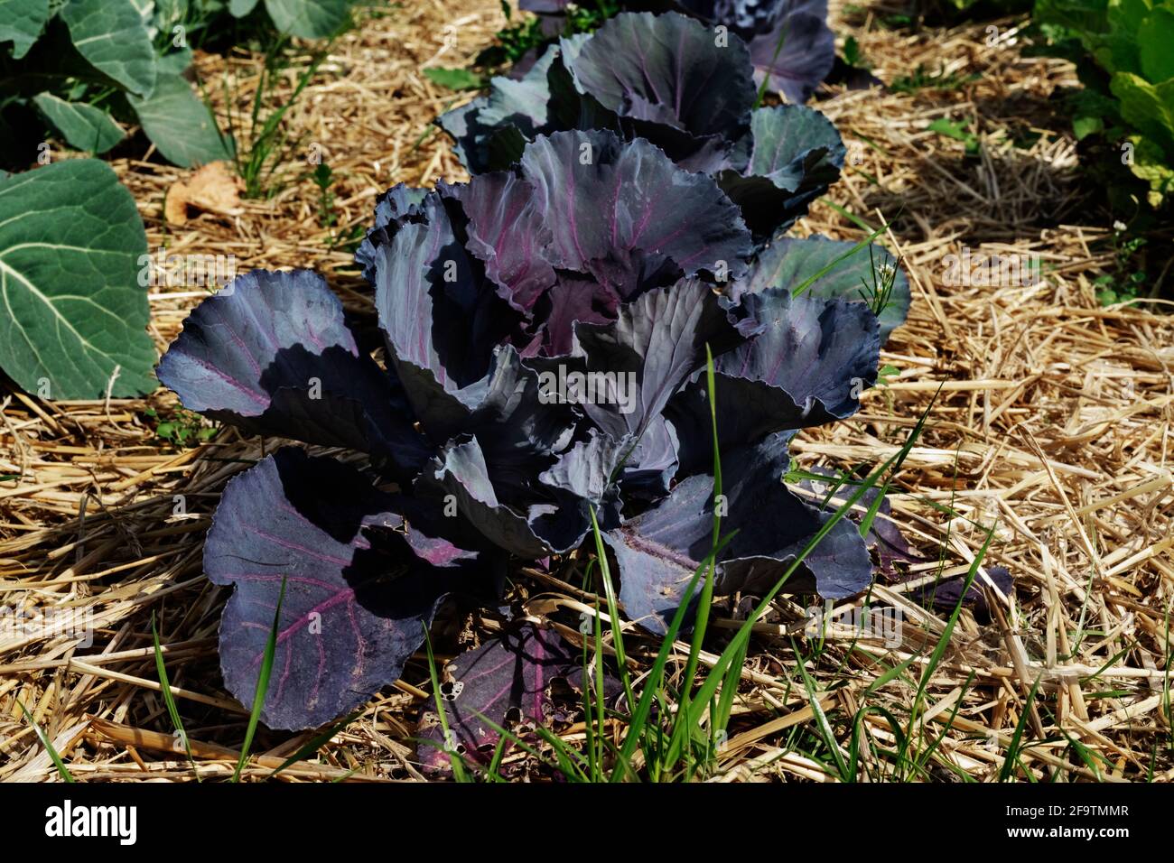 Beautiful red cabbage plants in a vegetable garden in a bright sunny ...
