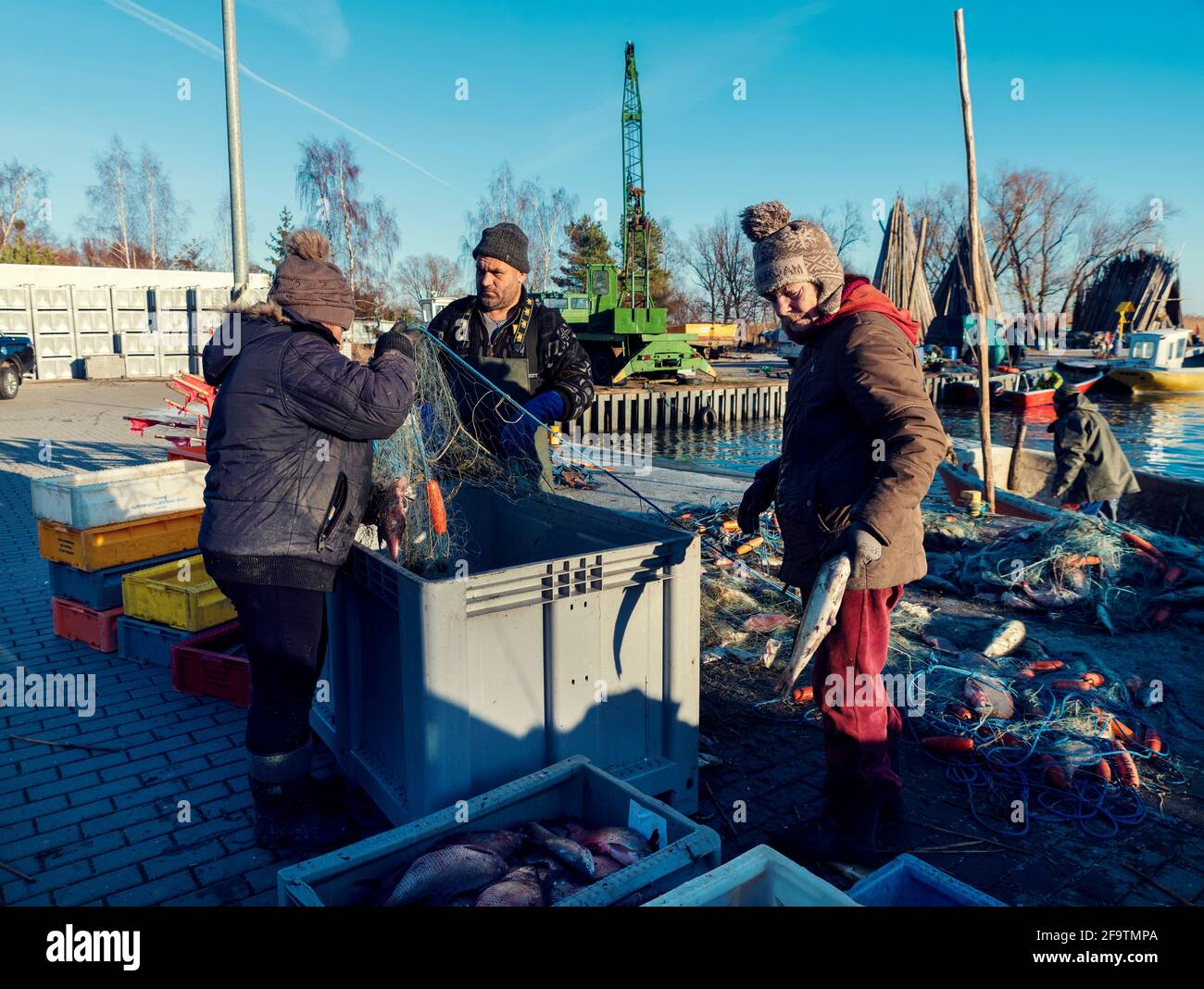 Poland, Piaski, JAN, 6th 2019: Three workers sort fish in the port ...