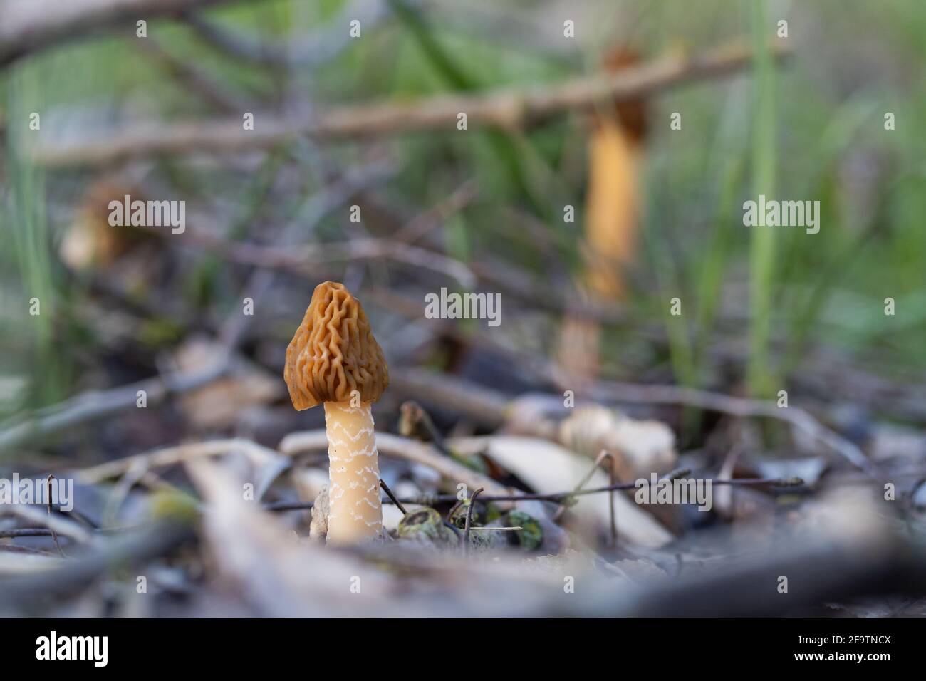 morel spring mushroom in the forest Stock Photo - Alamy