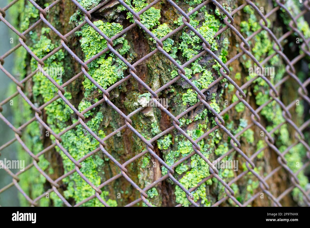 background of the bark of an old tree covered with green moss, behind a ...