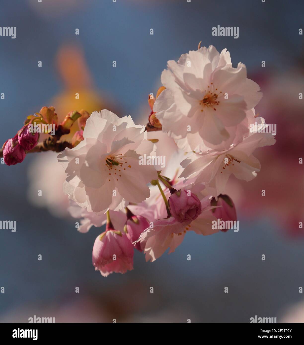 Cherry Blossom, sunlit spring Cherry Blossom Batsford Woods Cotswolds ...