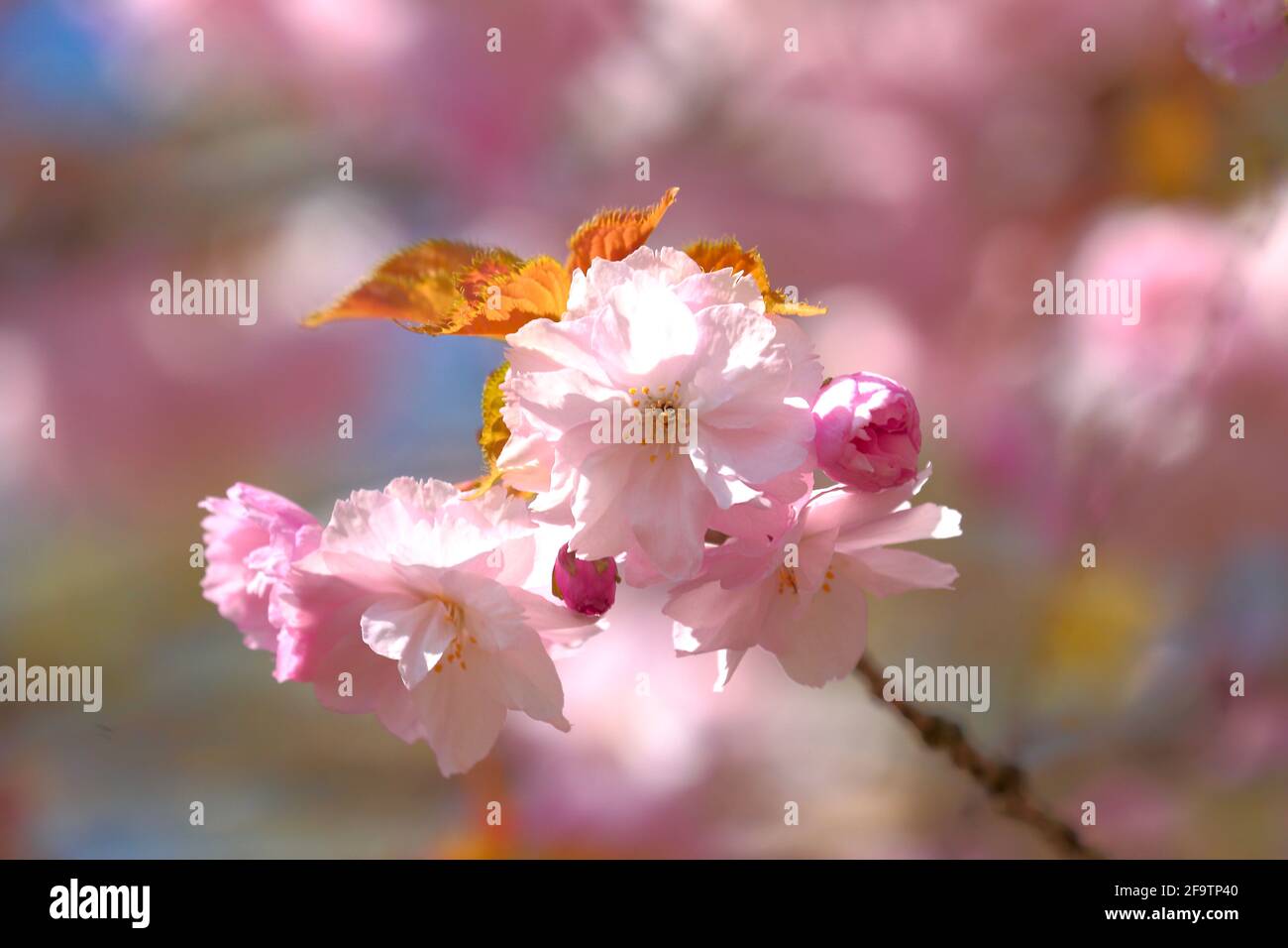 Cherry Blossom, sunlit spring Cherry Blossom Batsford Woods Cotswolds ...