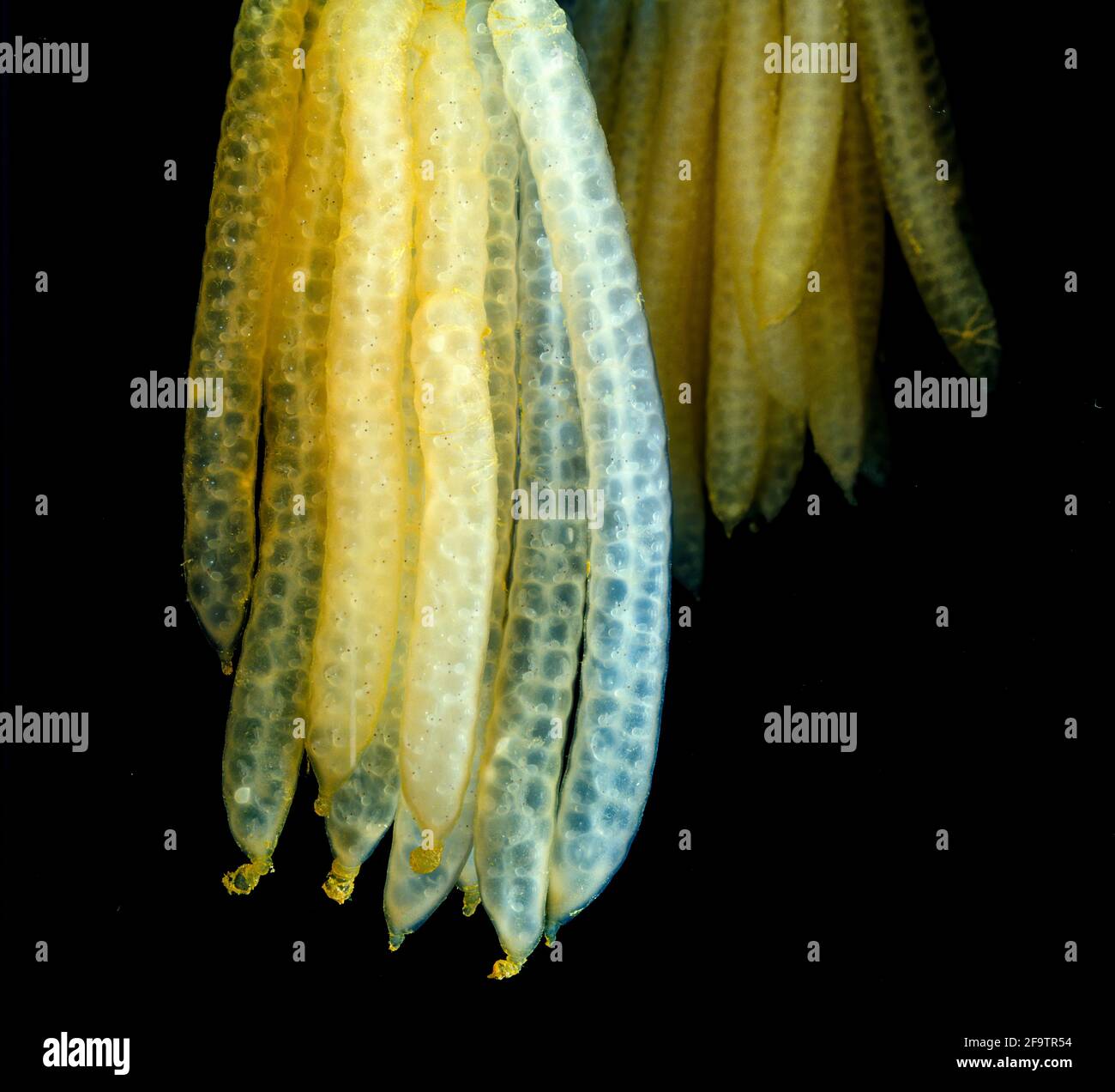 Loligo Vulgaris High Resolution Stock Photography and Images - Alamy