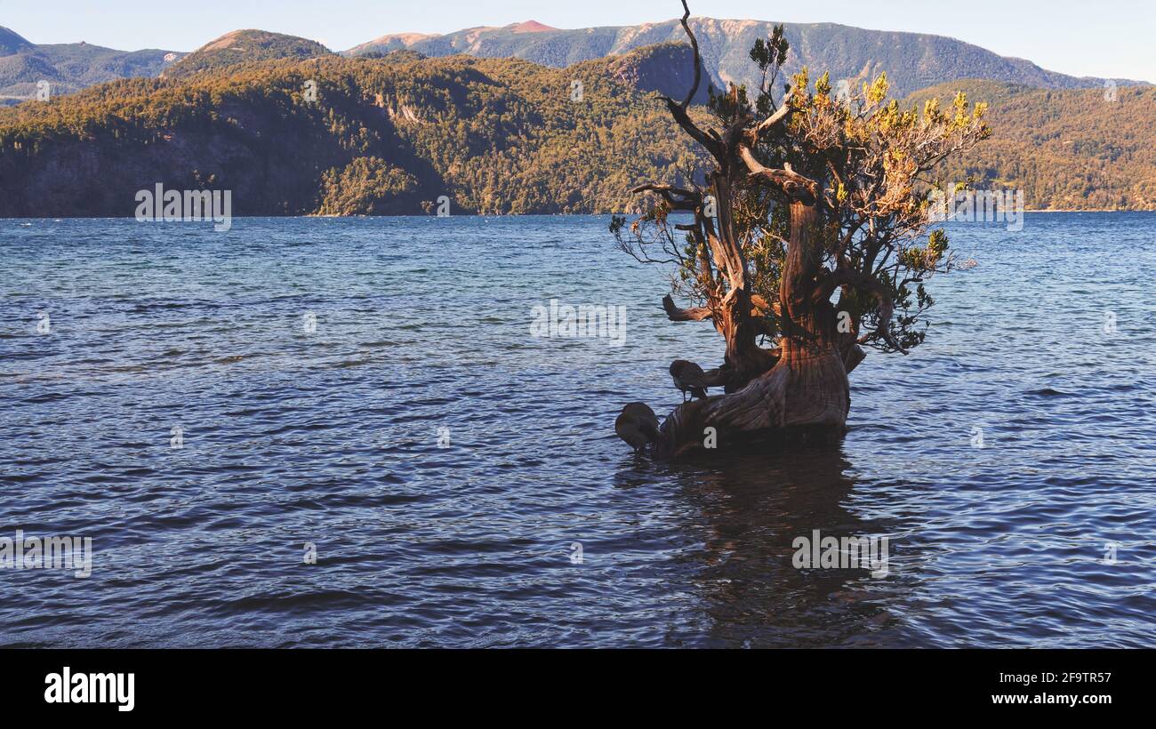Quina quina tree hi-res stock photography and images - Alamy