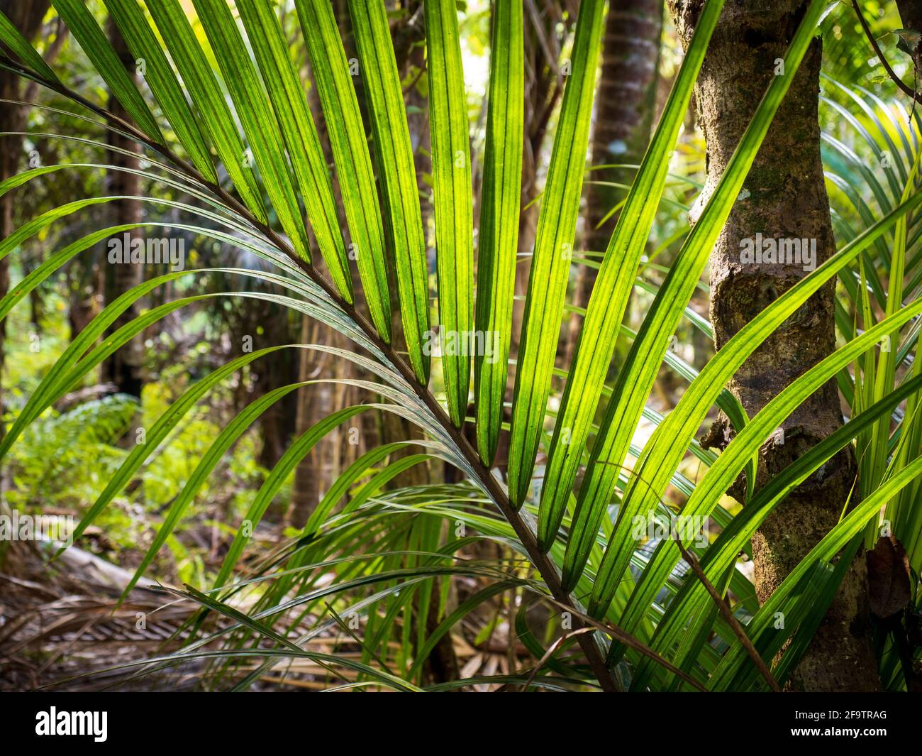 Nikau leaf hi-res stock photography and images - Alamy