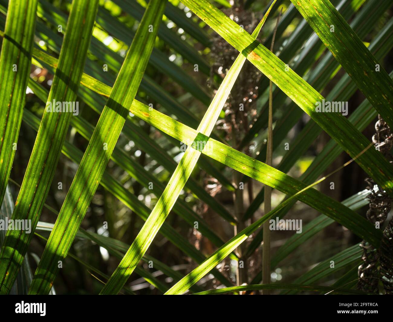 Nikau leaf hi-res stock photography and images - Alamy