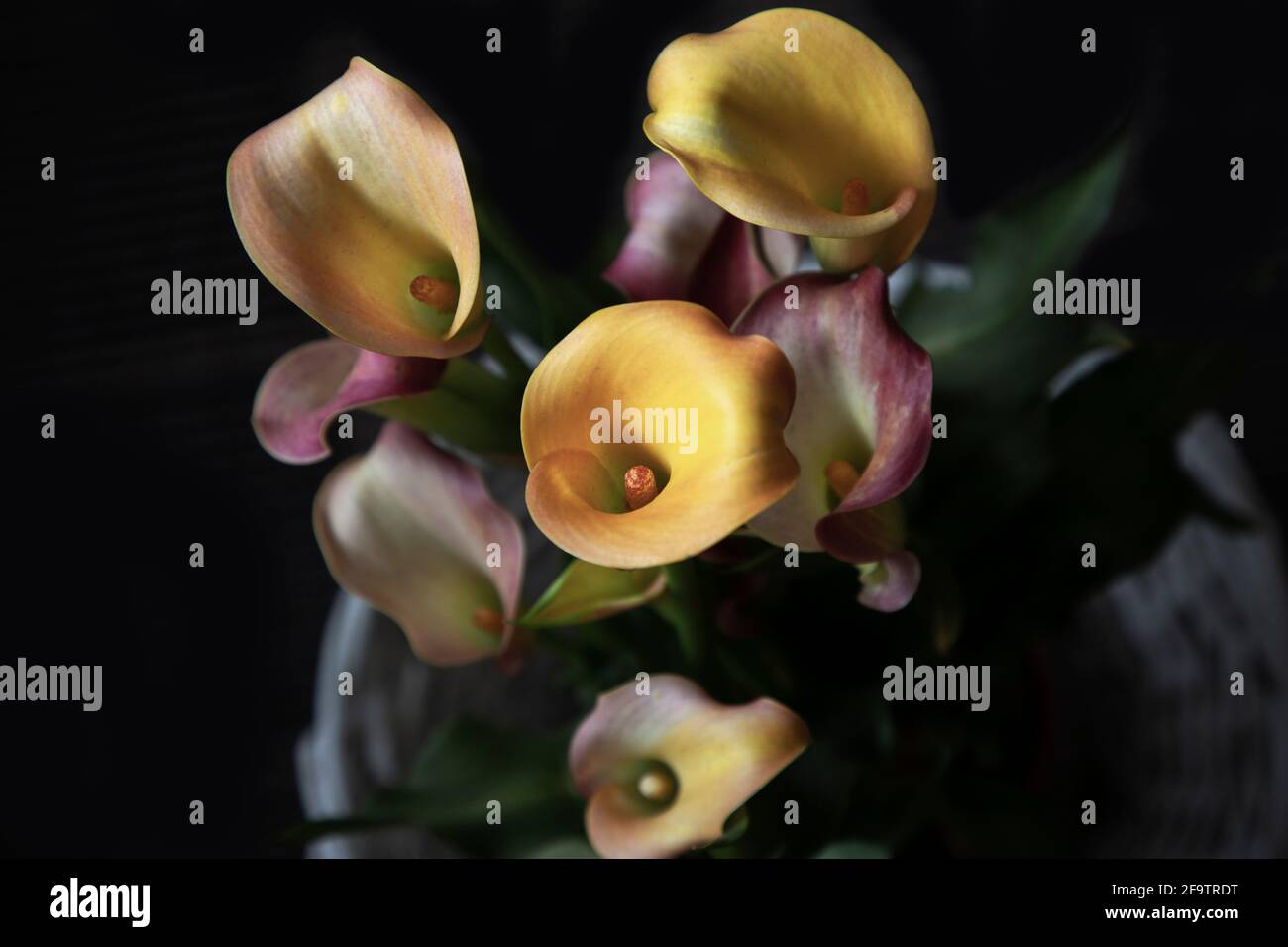 Calla lily flowers hi-res stock photography and images - Alamy