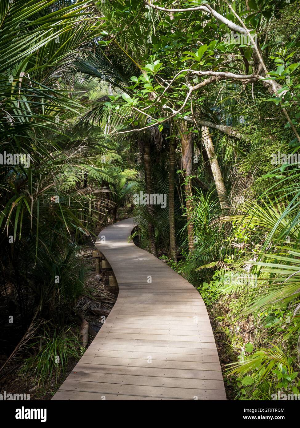 Kitekite Falls tourist track at Piha, Auckland, New Zealand Stock Photo ...