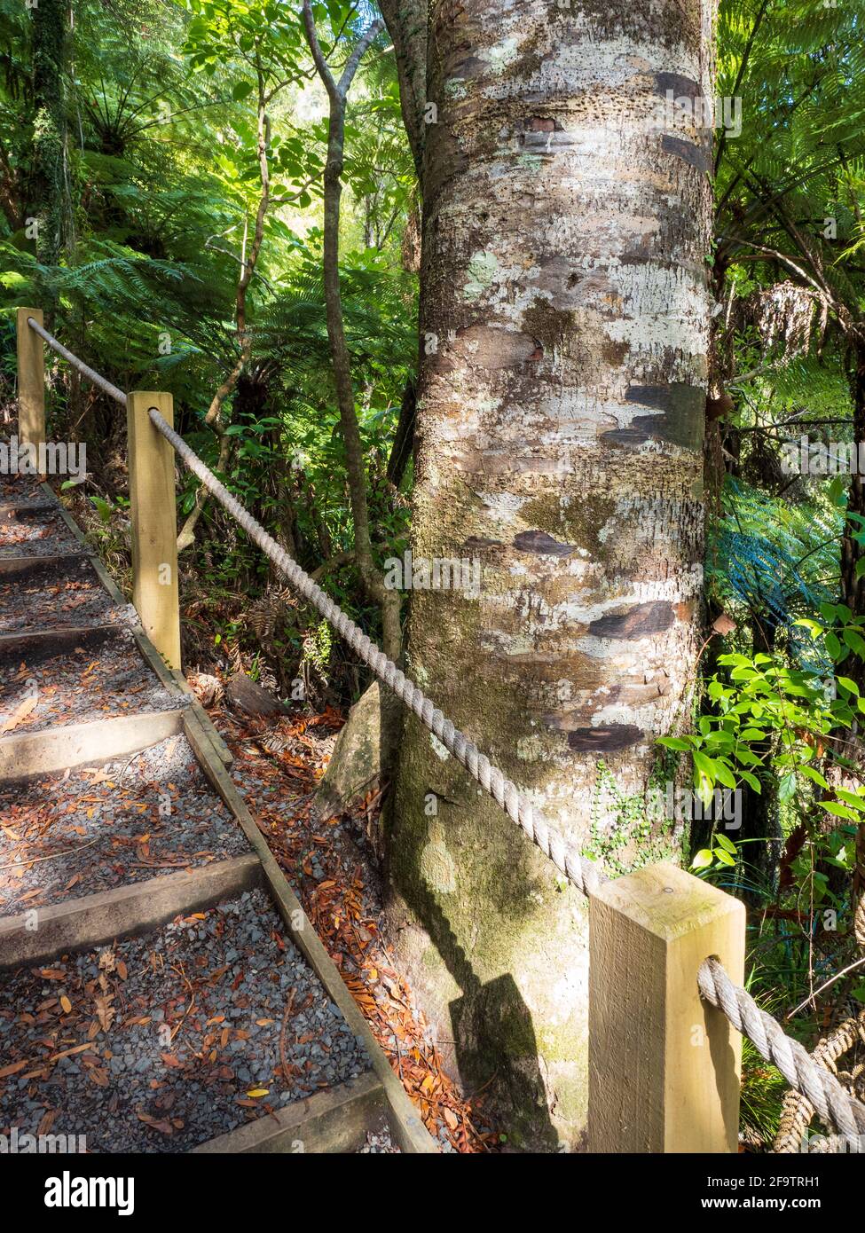 Kauri tree track hi-res stock photography and images - Alamy