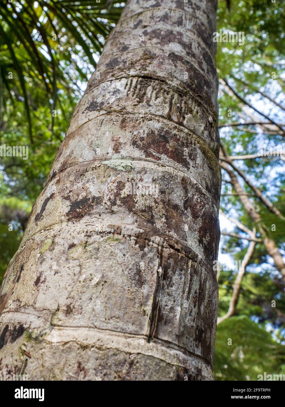 view of nikau palm trunk Stock Photo - Alamy