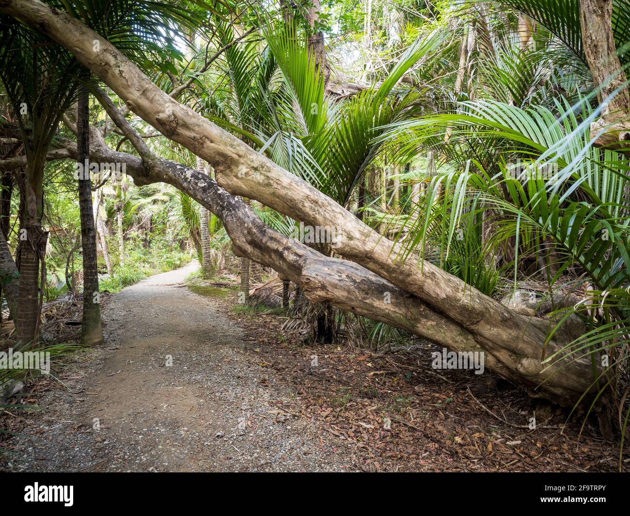 Piha falls hi-res stock photography and images - Alamy
