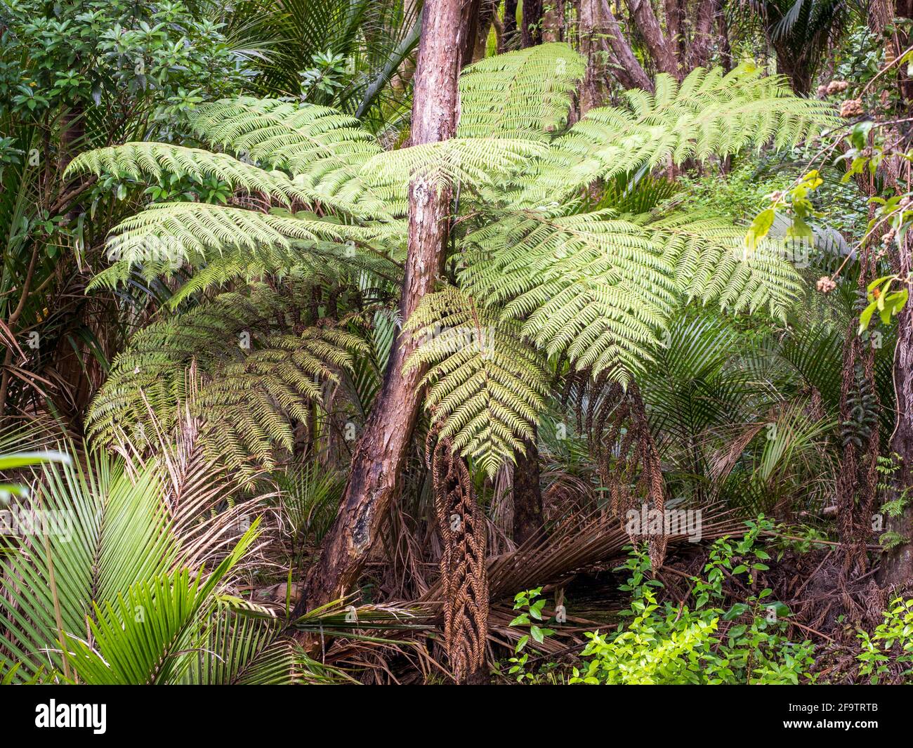forest with tree ferns (Dicksonia squarrosa Stock Photo - Alamy