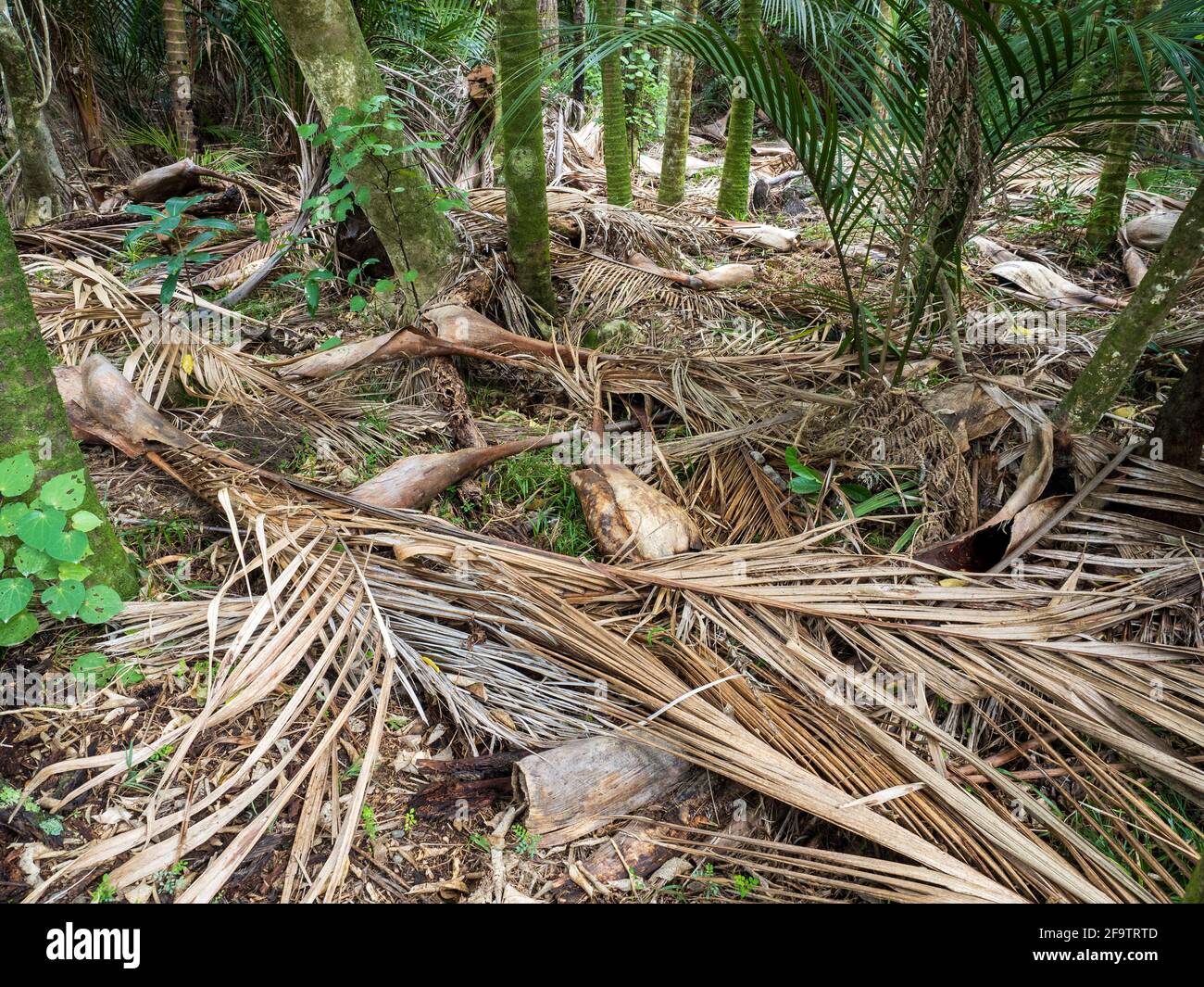 dry fallen nikau palm leaves in rainforest Stock Photo - Alamy