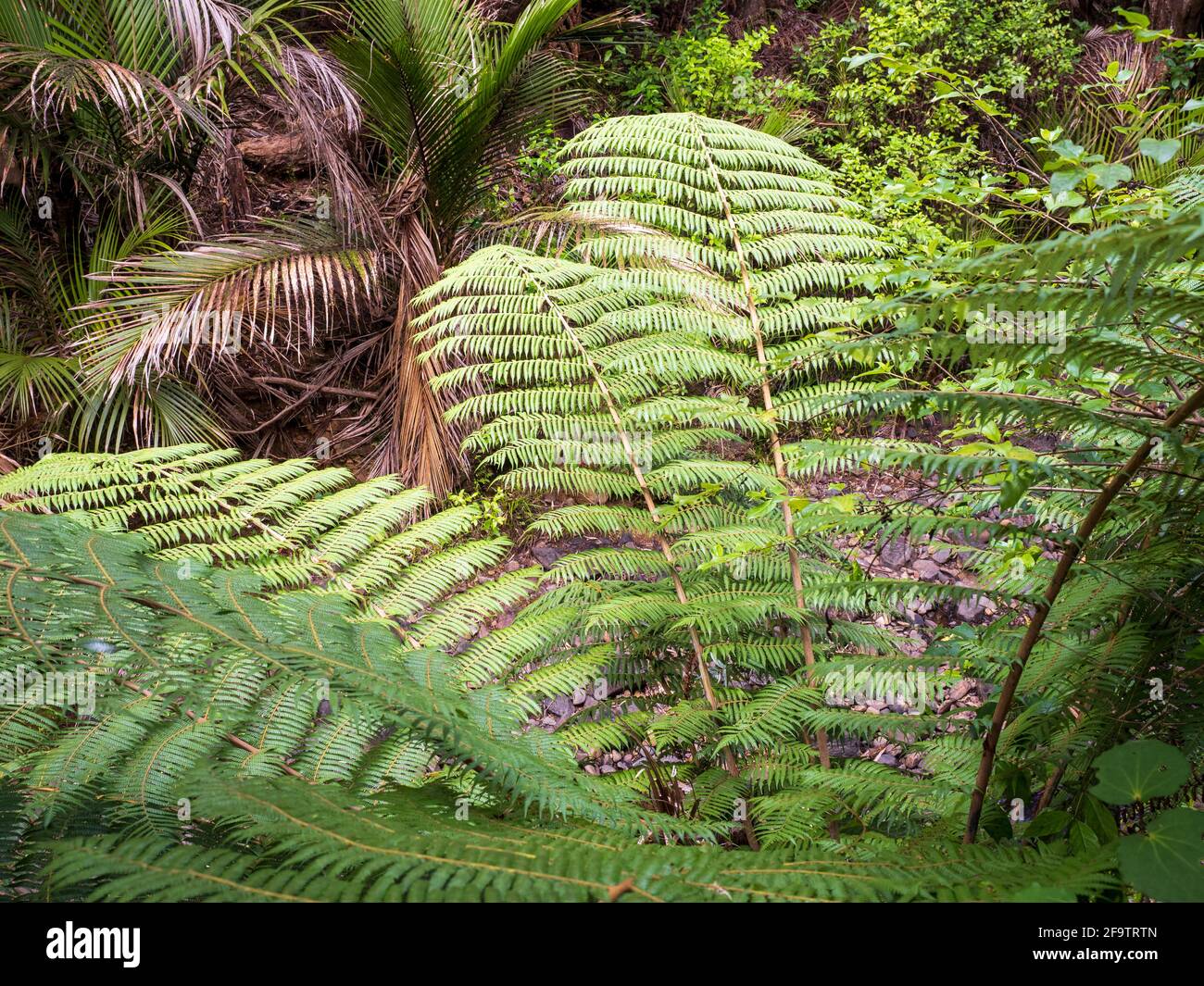 tree fern fronds (Dicksonia squarrosa Stock Photo - Alamy