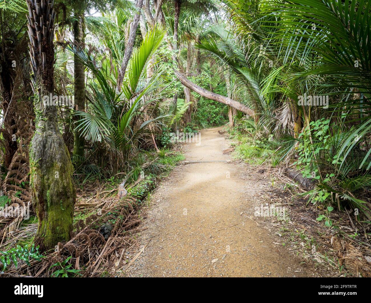 Piha falls hi-res stock photography and images - Alamy