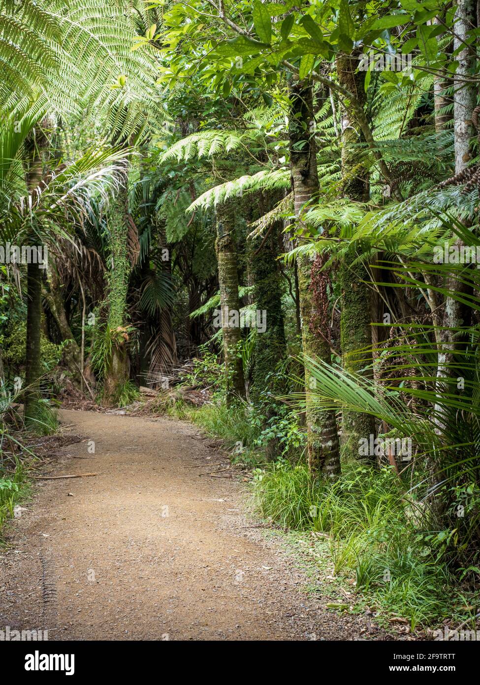 Piha falls hi-res stock photography and images - Alamy