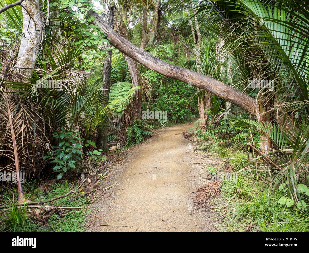 Piha falls hi-res stock photography and images - Alamy