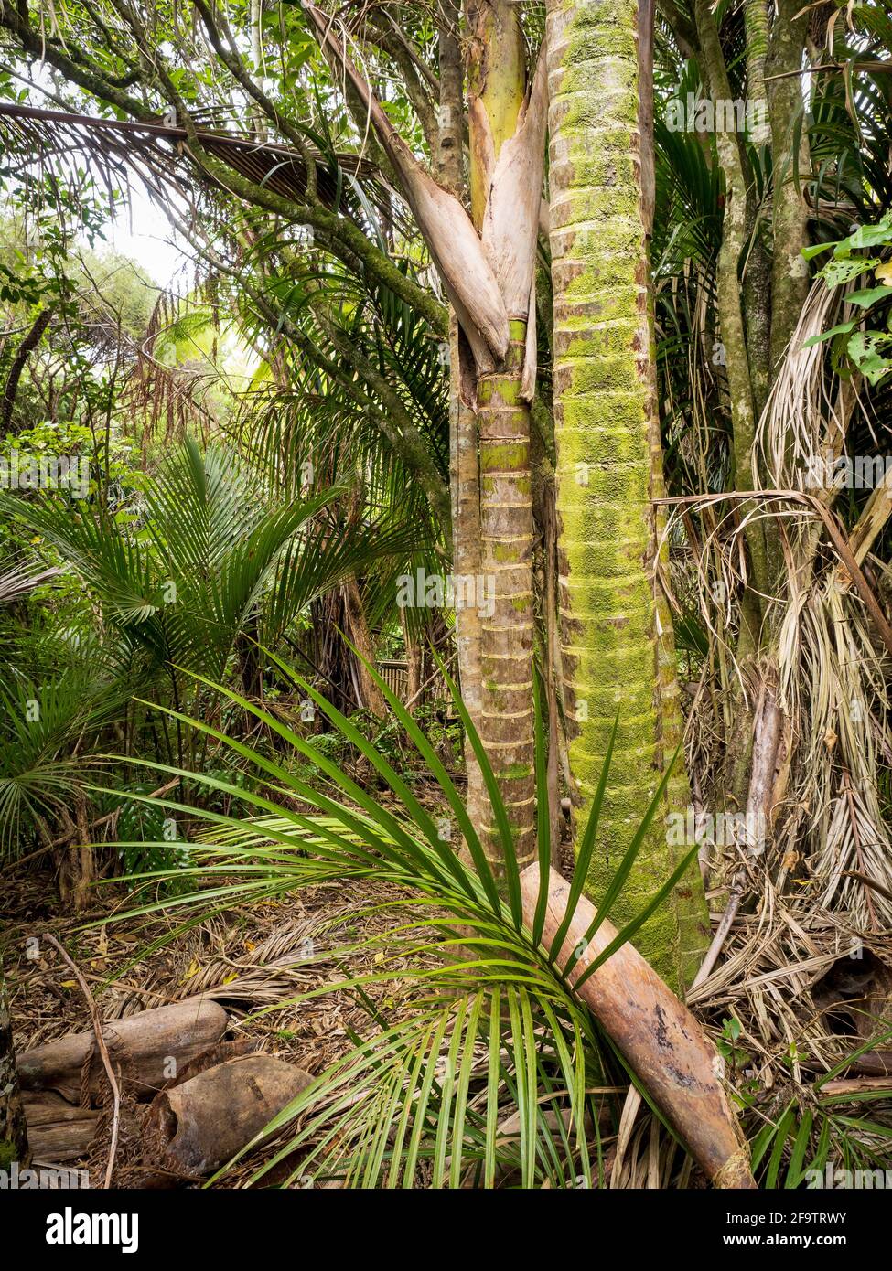 Nikau palms hi-res stock photography and images - Alamy