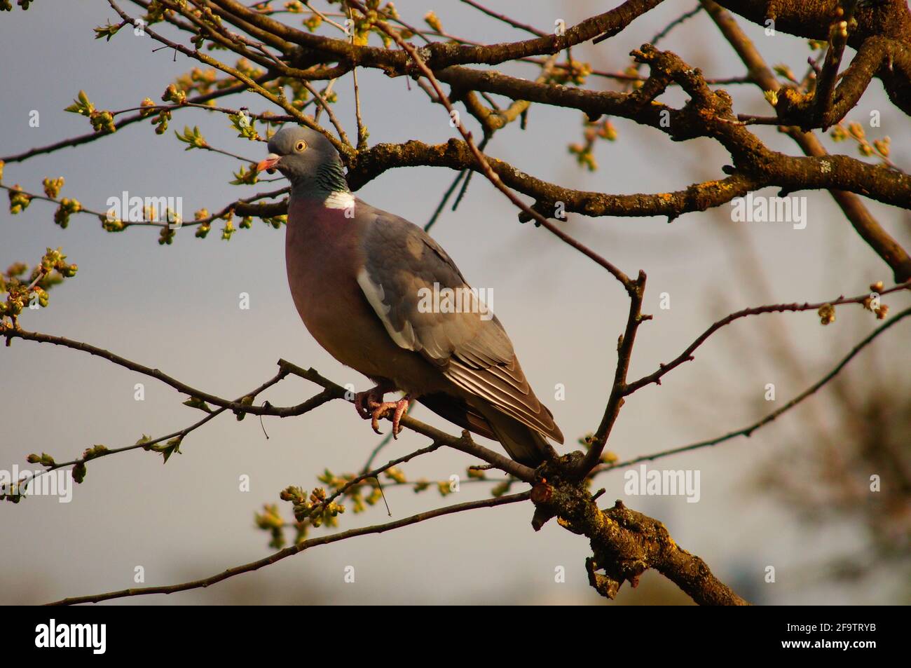 A wood pigeon in an apple tree Stock Photo - Alamy