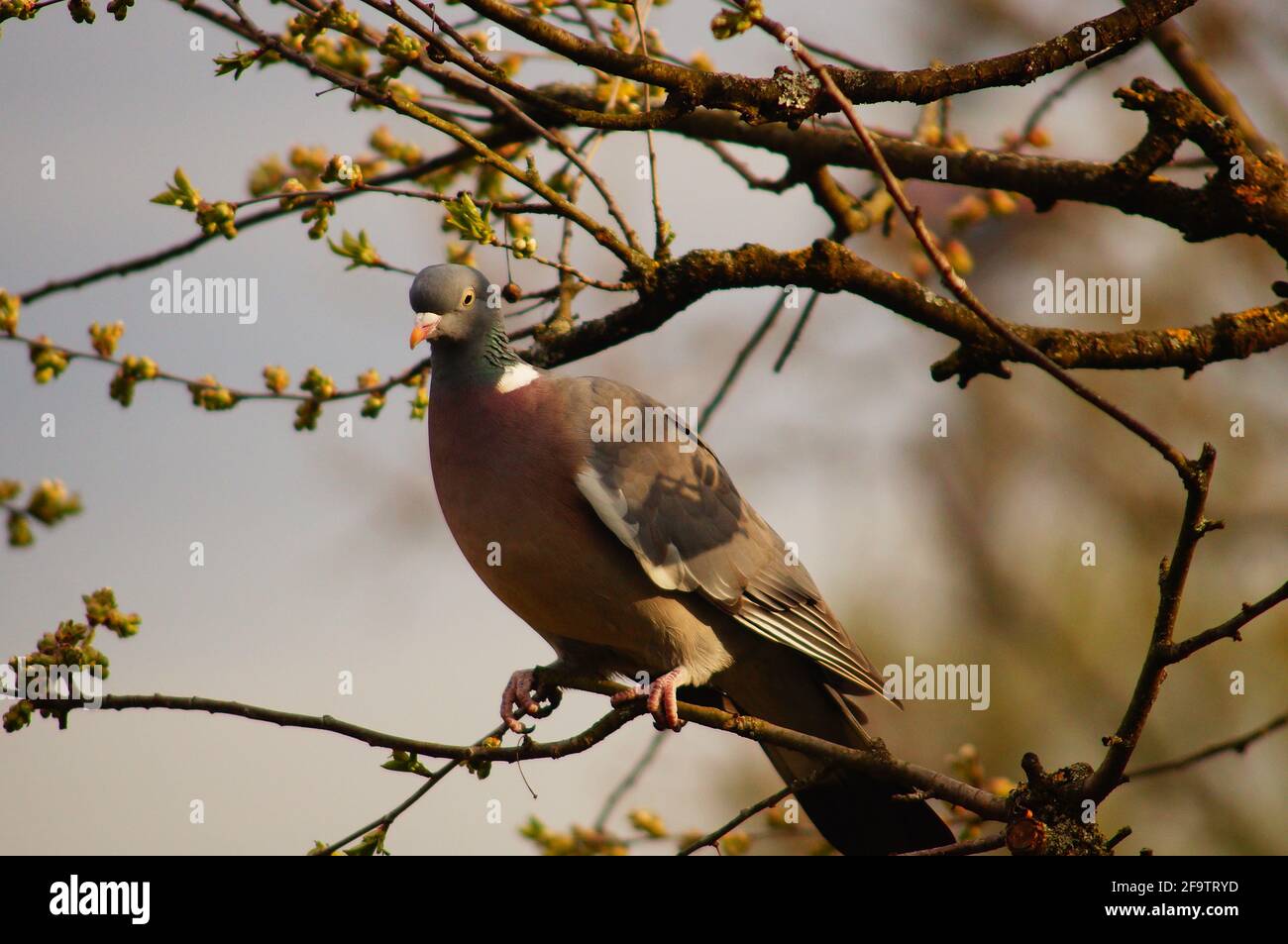 A wood pigeon in an apple tree Stock Photo - Alamy
