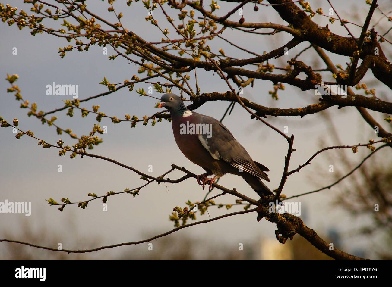 A wood pigeon in an apple tree Stock Photo - Alamy