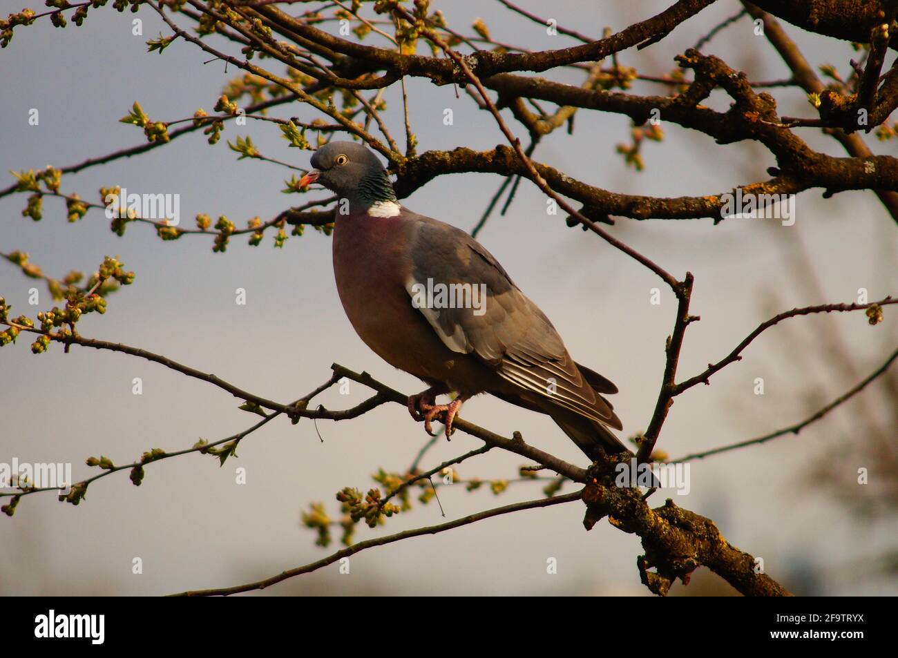 Culver taube hi-res stock photography and images - Alamy