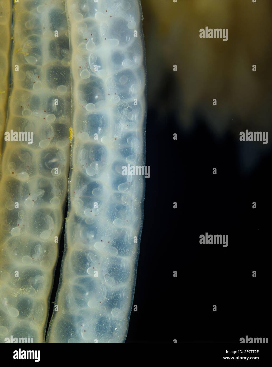 Loligo Vulgaris High Resolution Stock Photography and Images - Alamy