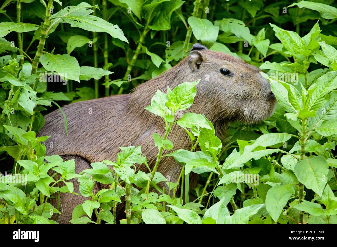 Side on portrait of Capybara (Hydrochoerus hydrochaeris) hiding in ...