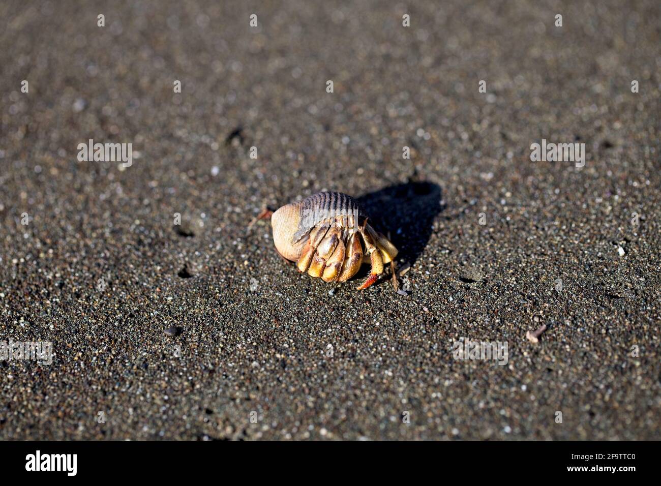 Closeup portrait of Hermit Crab (Pagurus samuelis) on sand in Corcovado ...