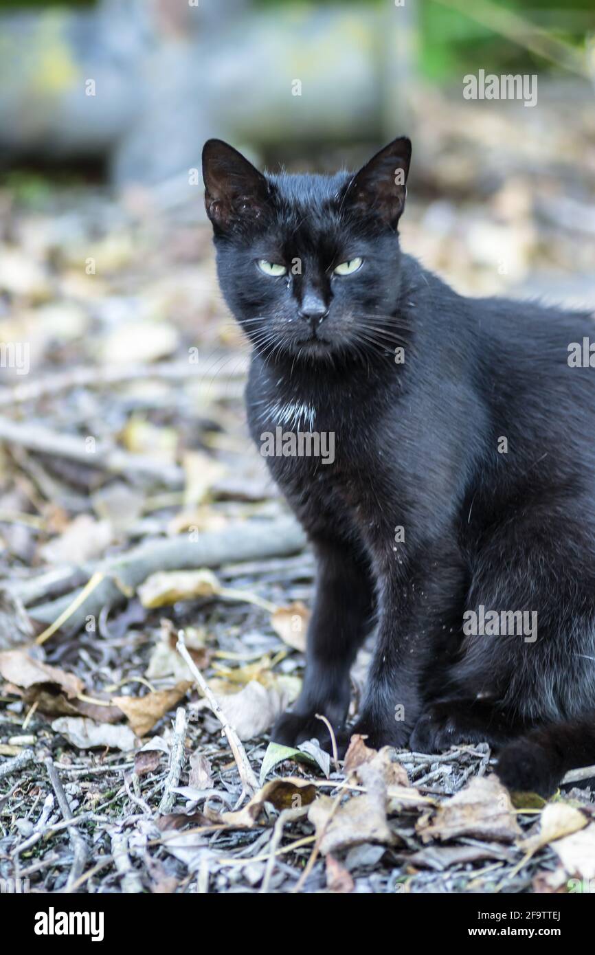 Black Cat at the wreckage of the old tankers Stock Photo - Alamy